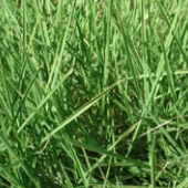 Brachiária Humidícola – Sementes Global